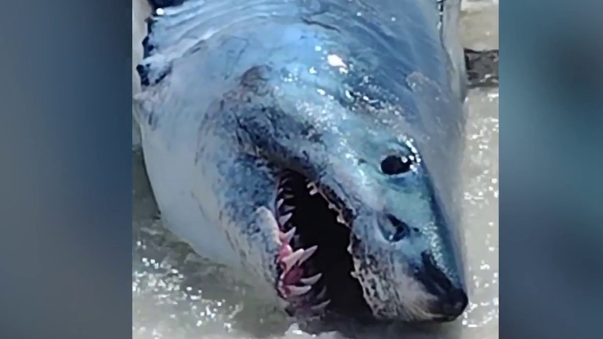 Washed Up Megalodon Shark