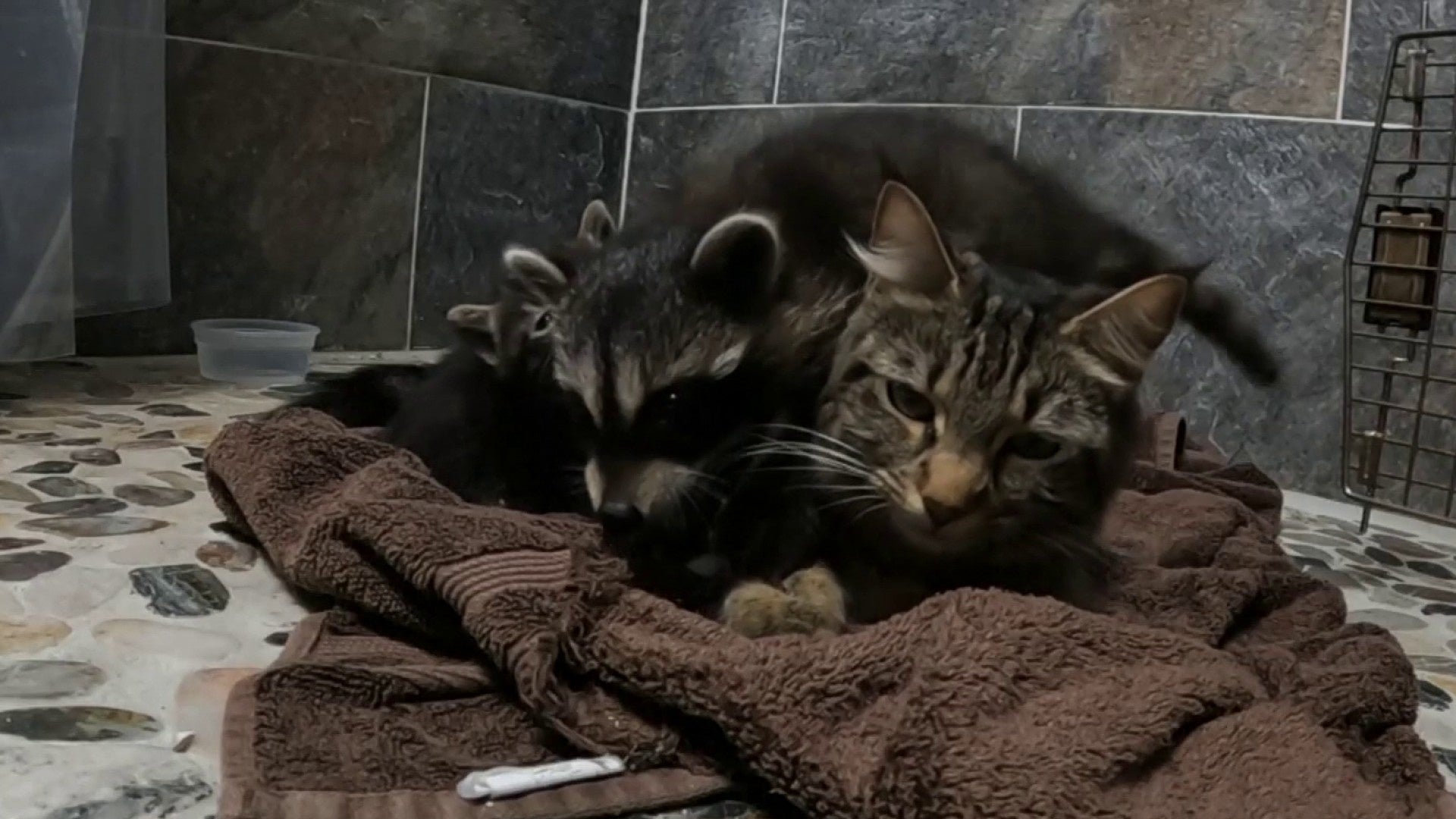 Raccoon And Cat