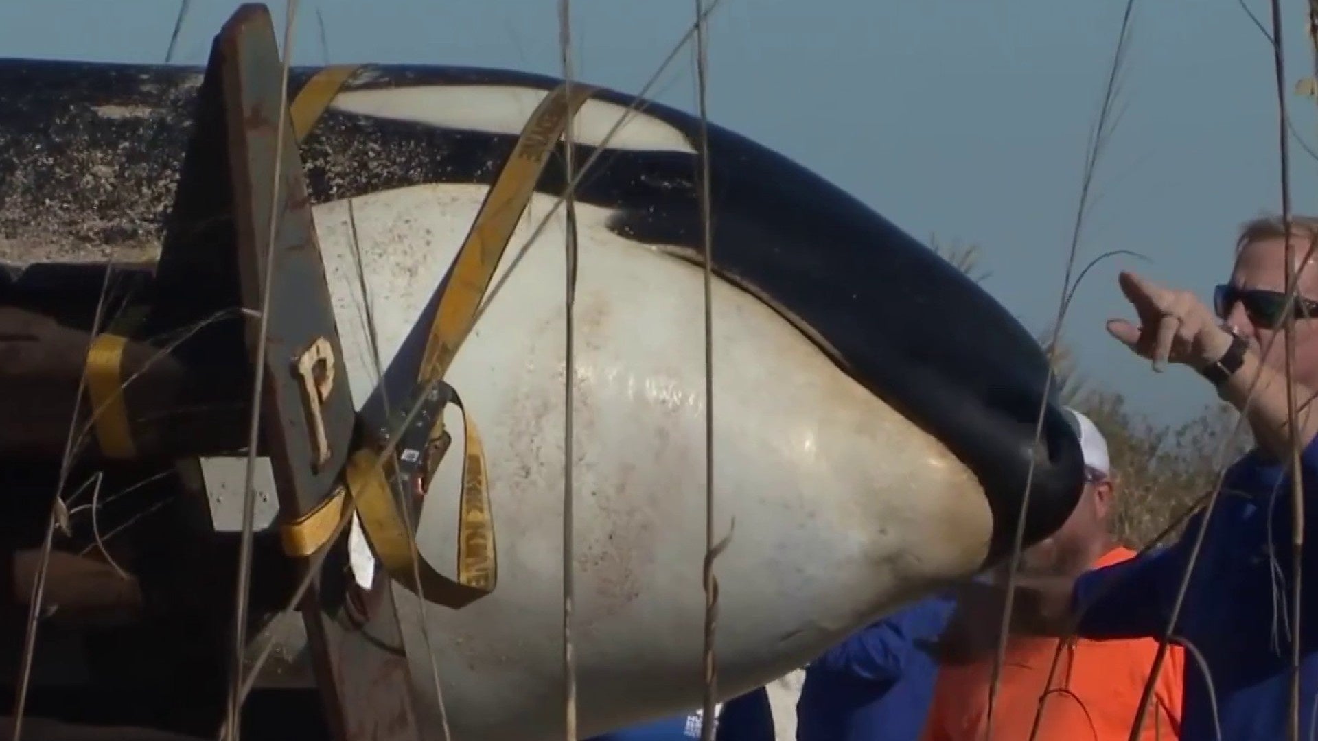 Free Willy Animatronic Whale